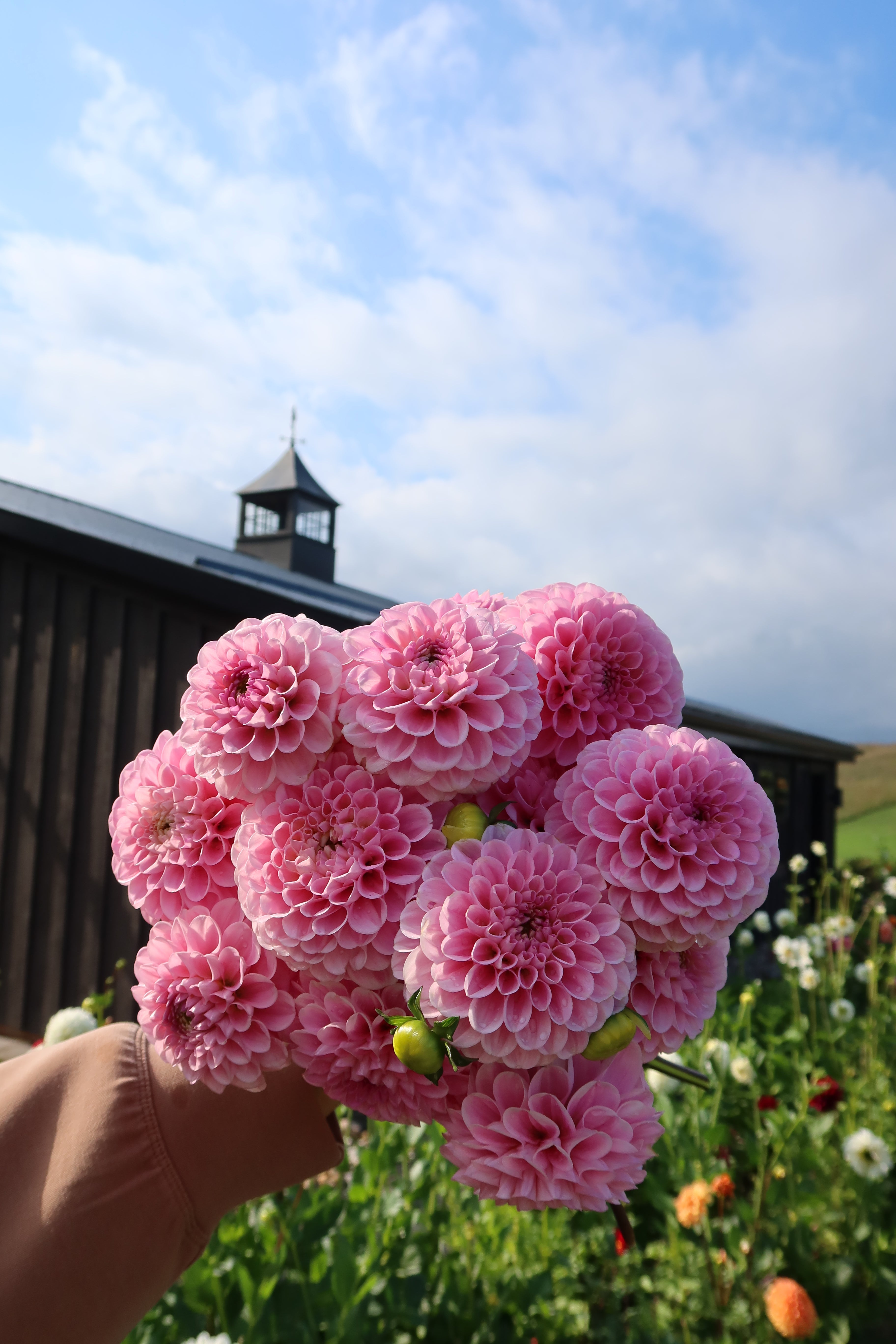 Bulk Tuber Packages – Valhaven Farm