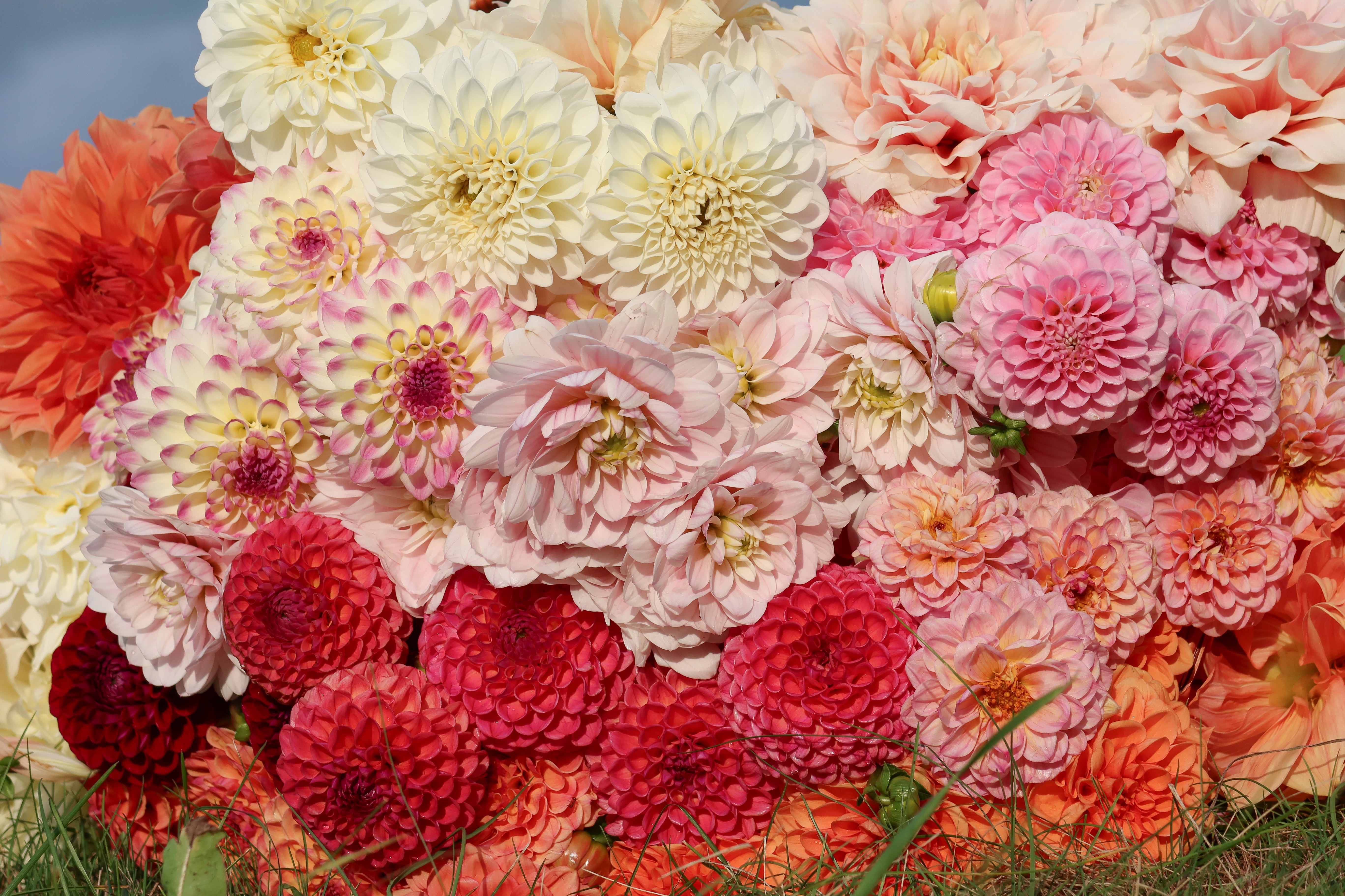 Dahlia Tubers – Page 2 – Valhaven Farm