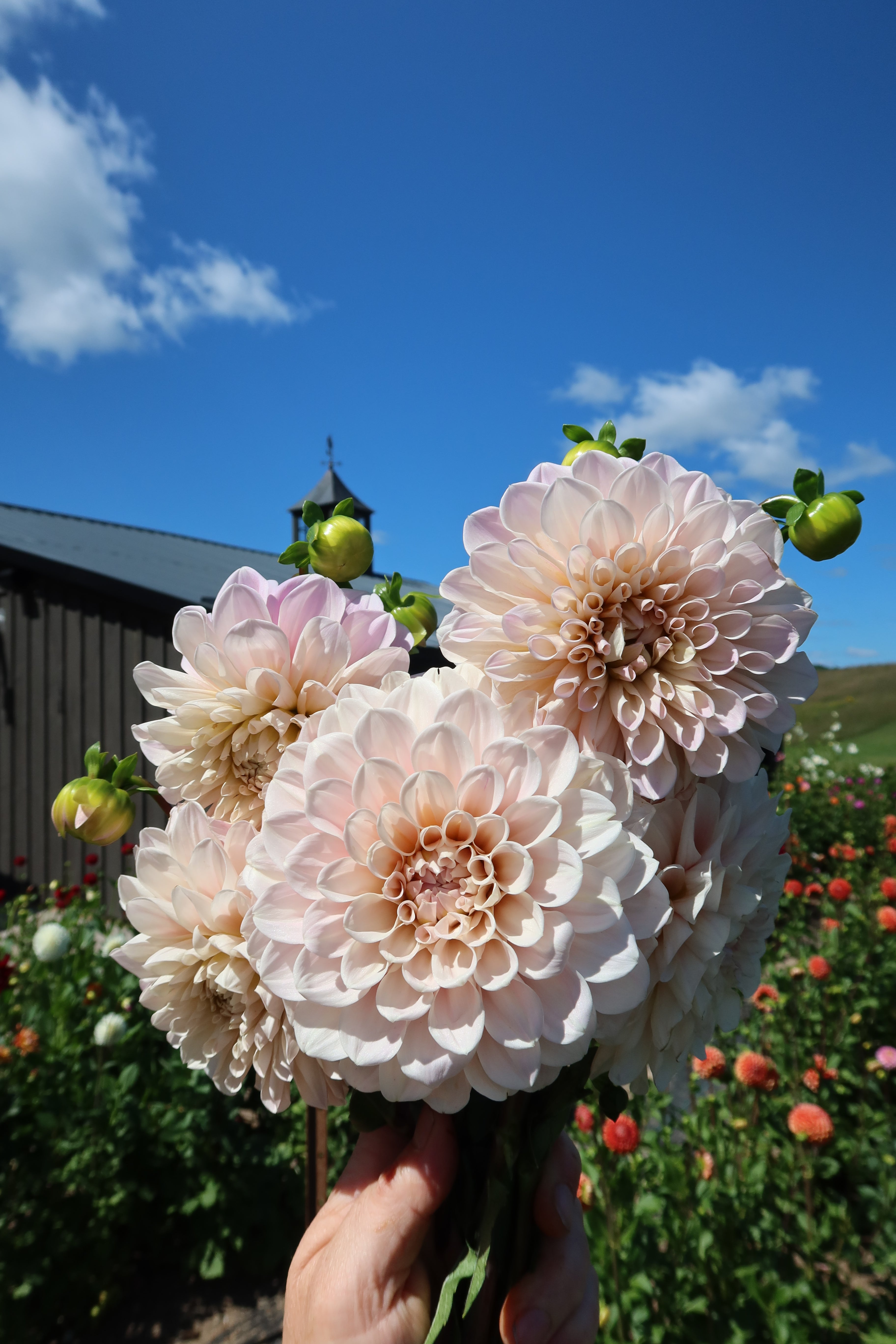 Sweet Natalie - 5 Pack Tubers – Valhaven Farm