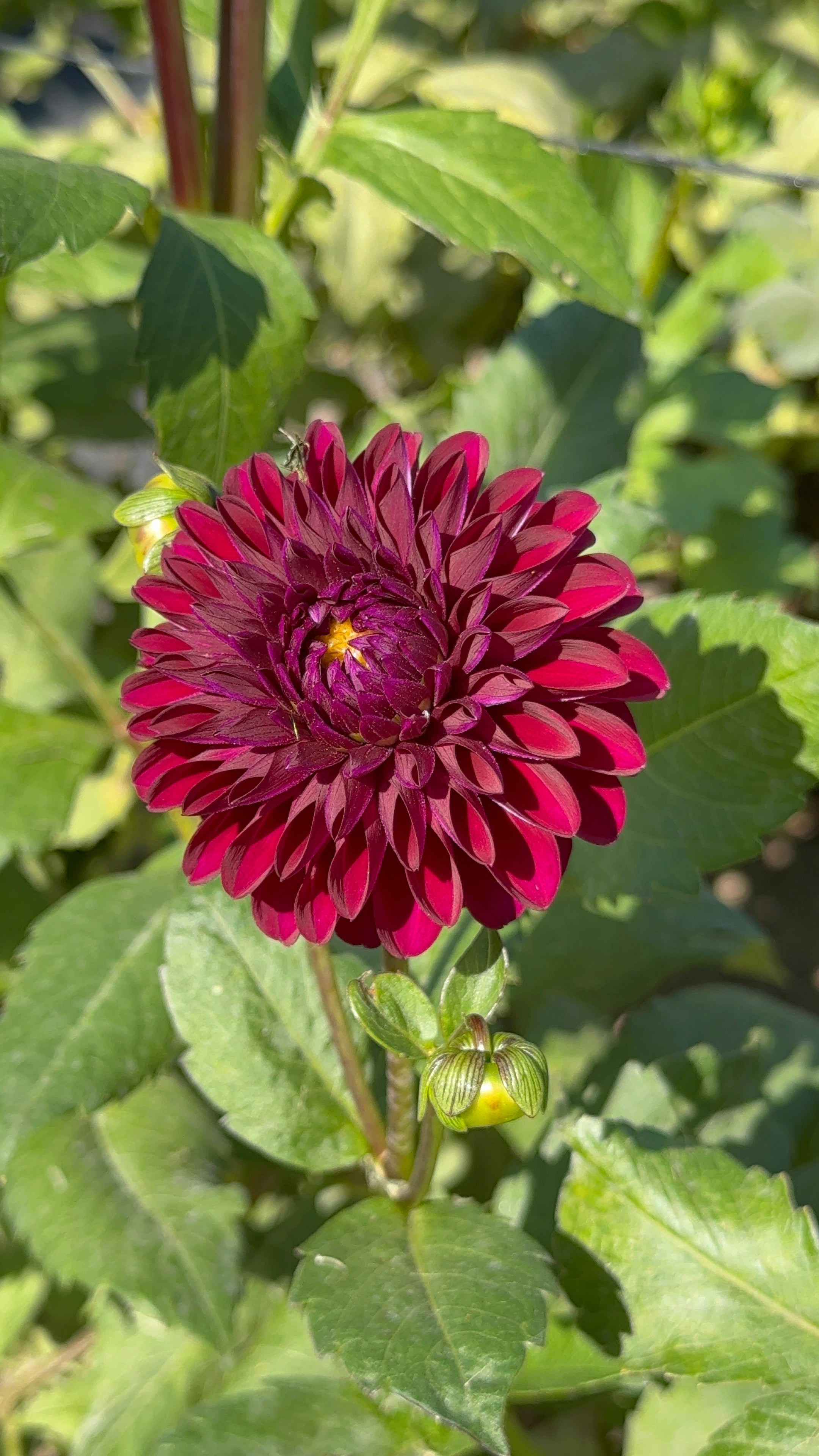 Black Lars – Valhaven Farm