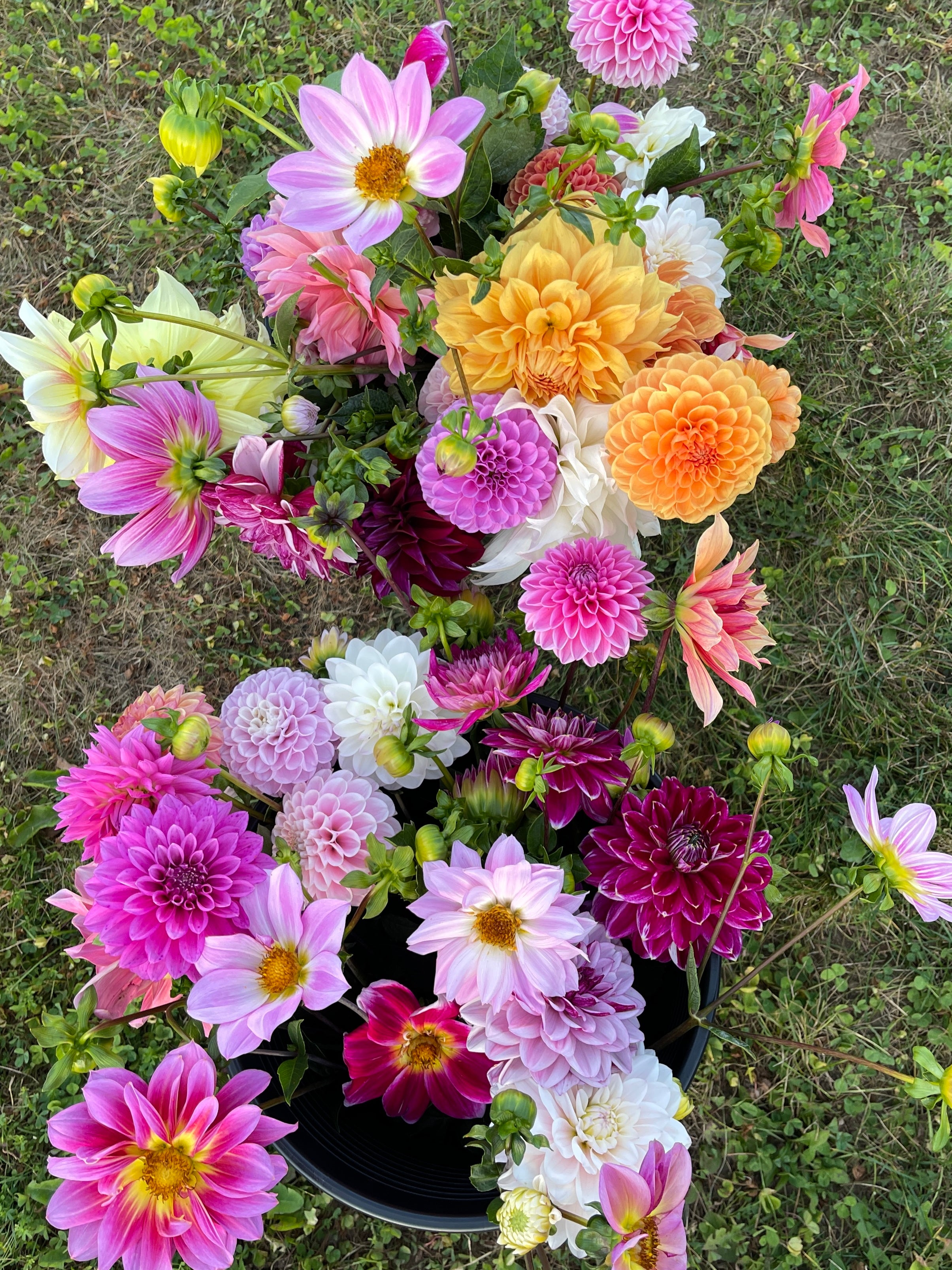 Dahlia Bloom Bucket (30 Stems) – Valhaven Farm