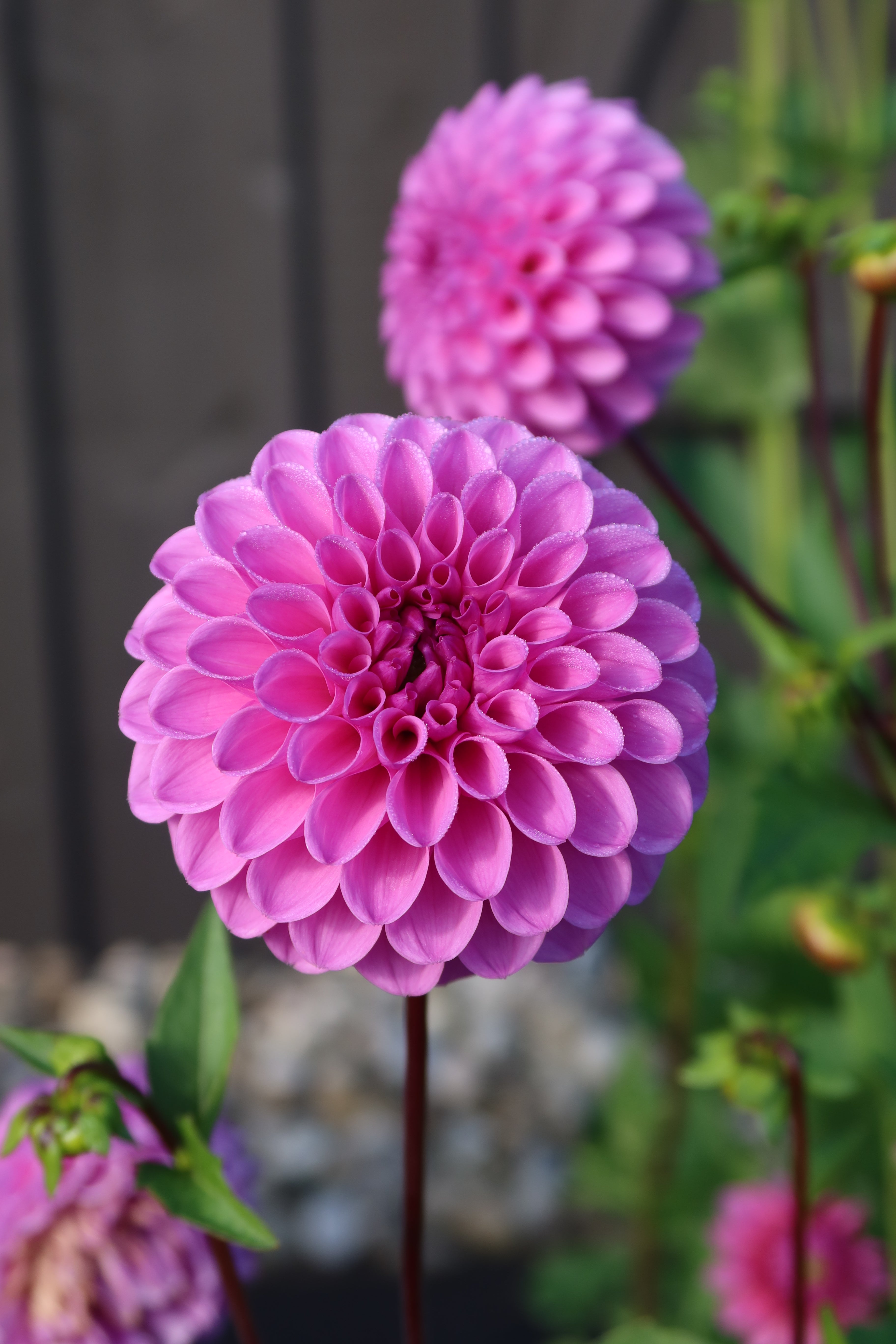 Robann Regal – Valhaven Farm