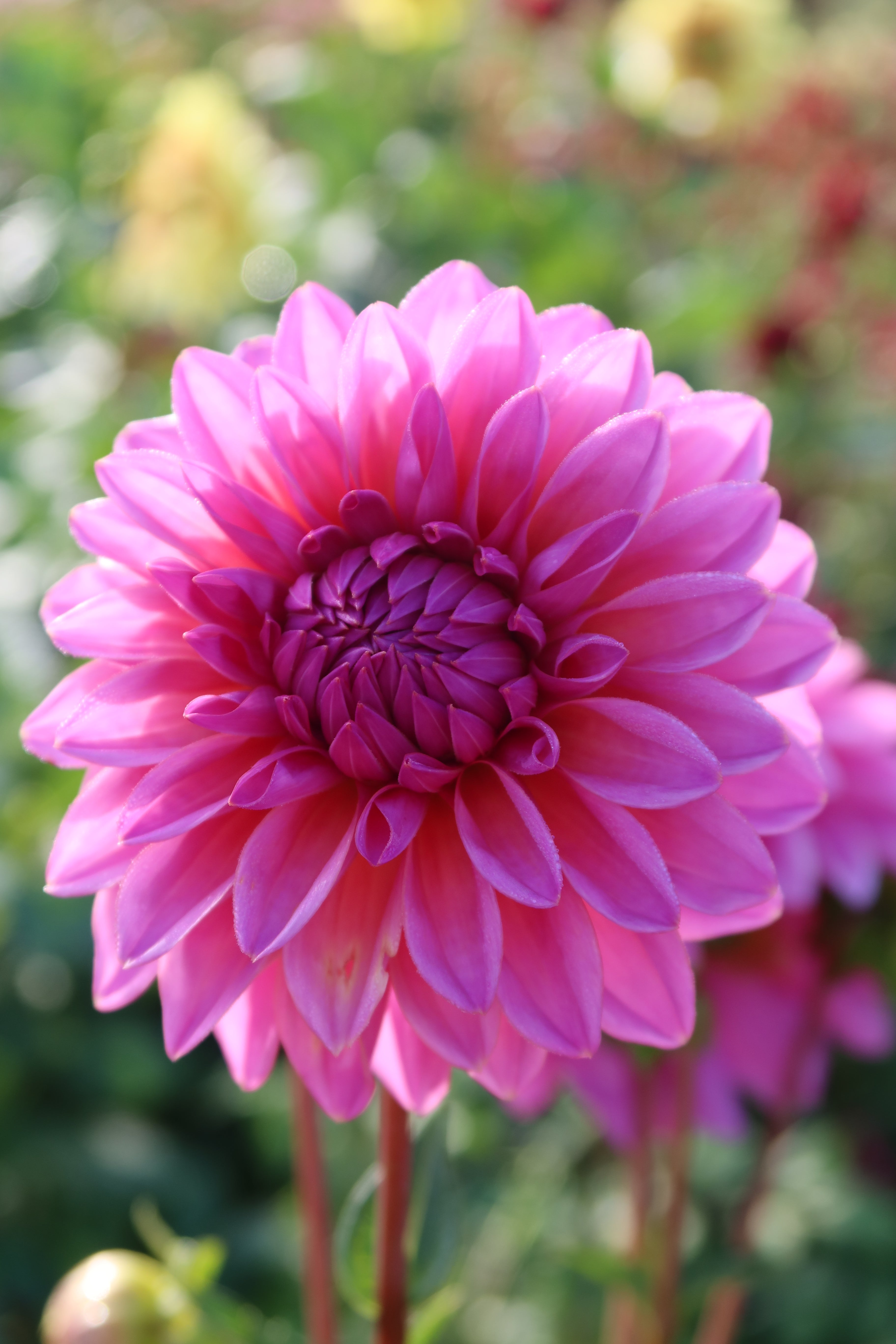 Go Go Pink – Valhaven Farm