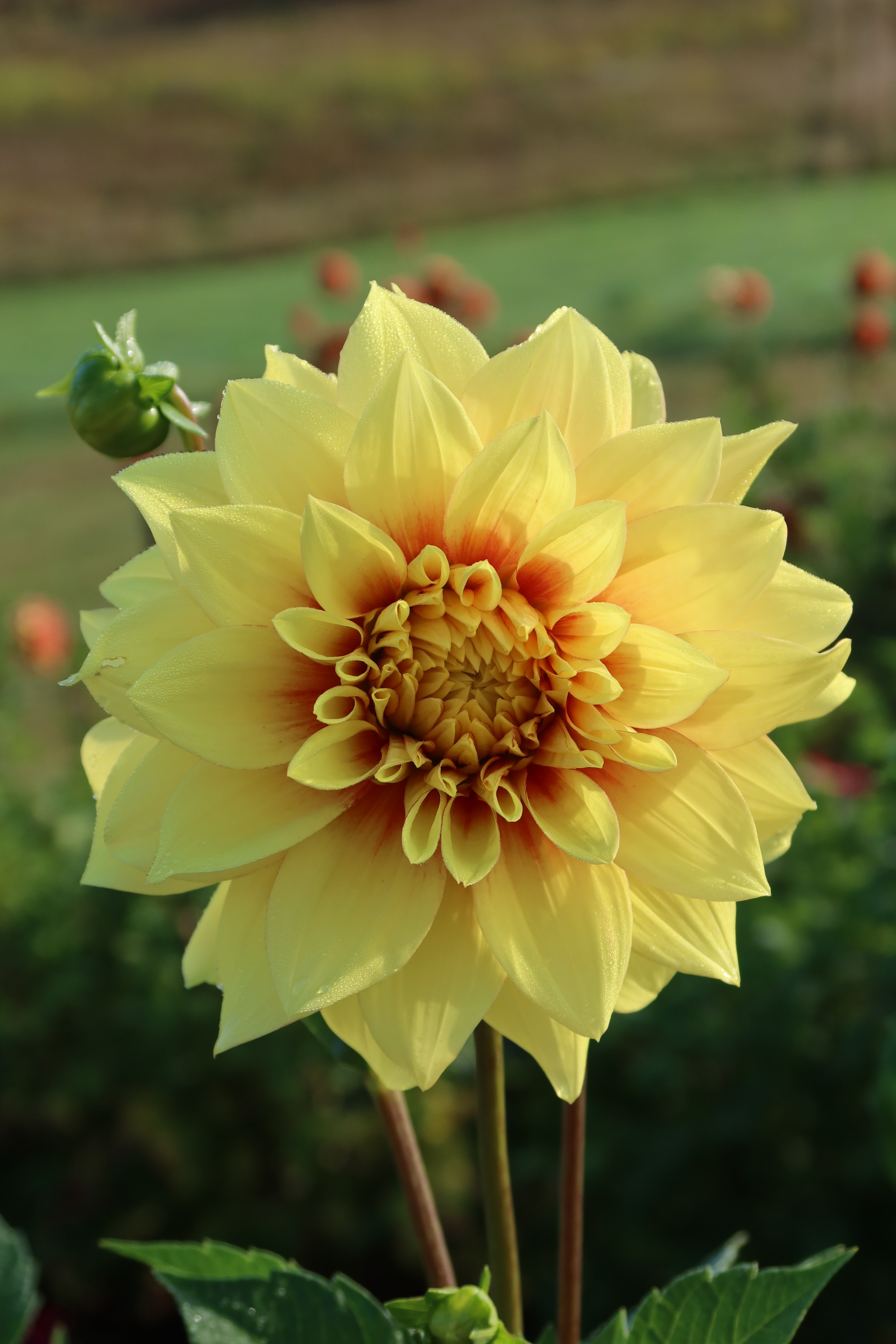Dazzling Sunset – Valhaven Farm