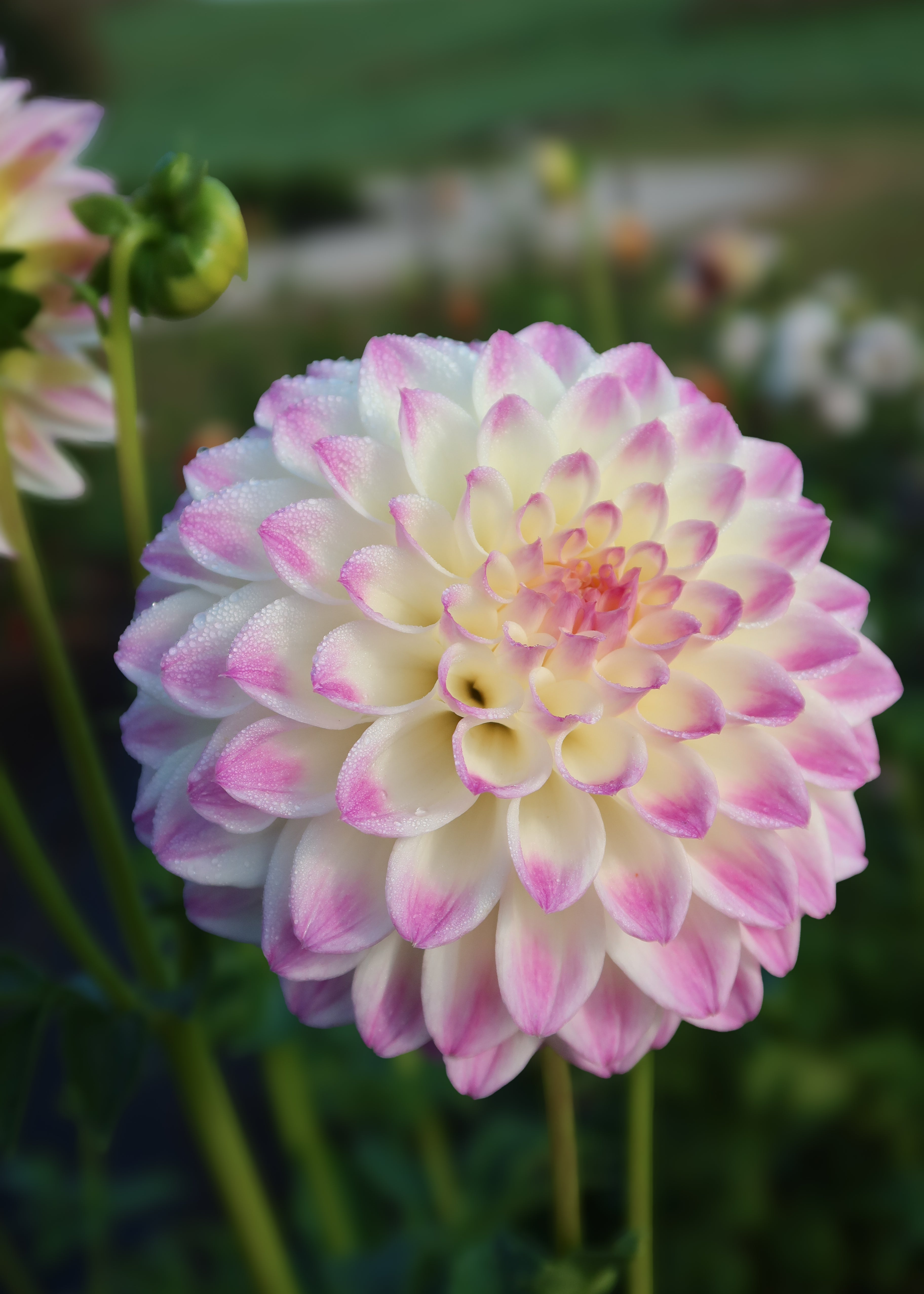 Formby Art – Valhaven Farm