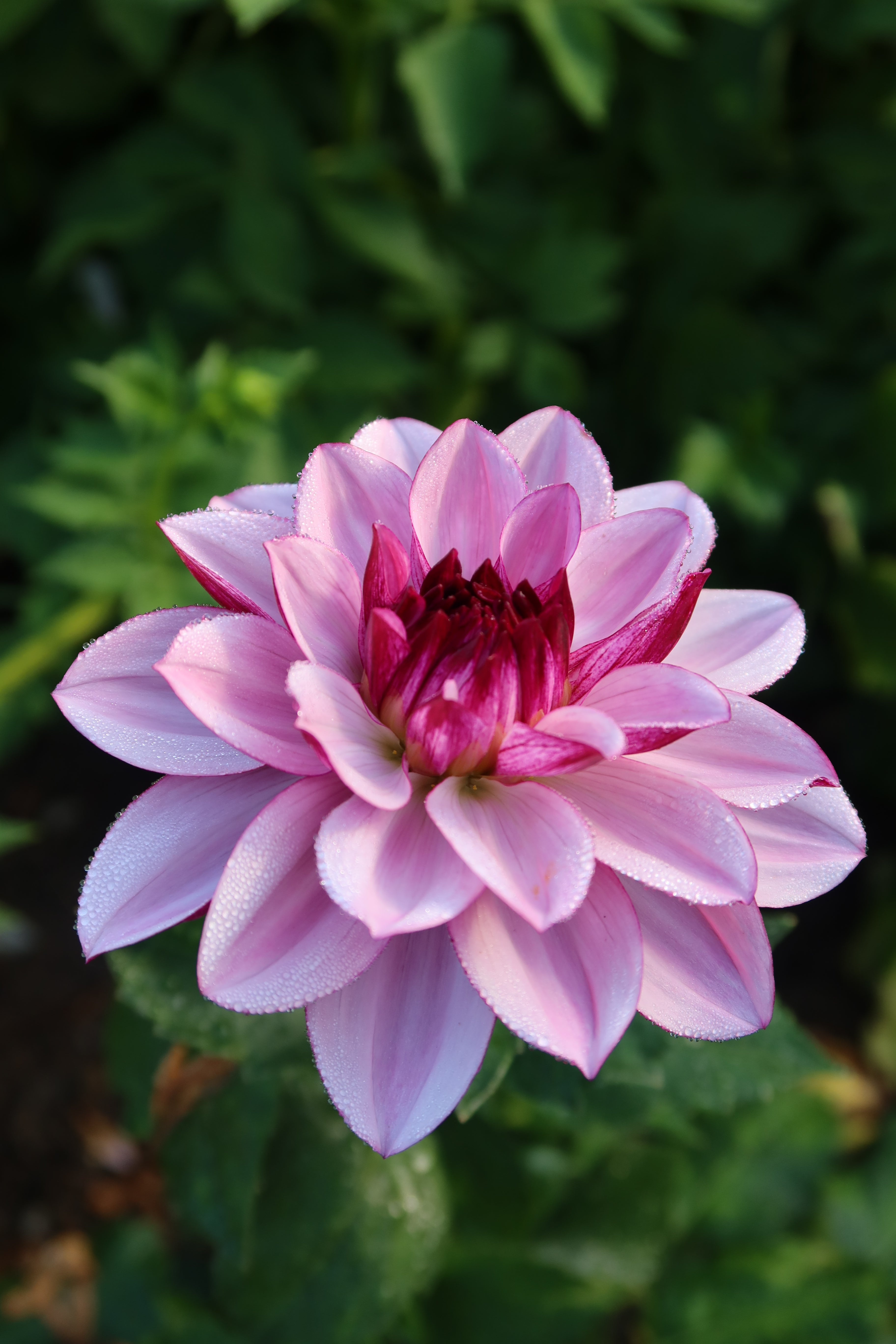 Crème de Cassis – Valhaven Farm