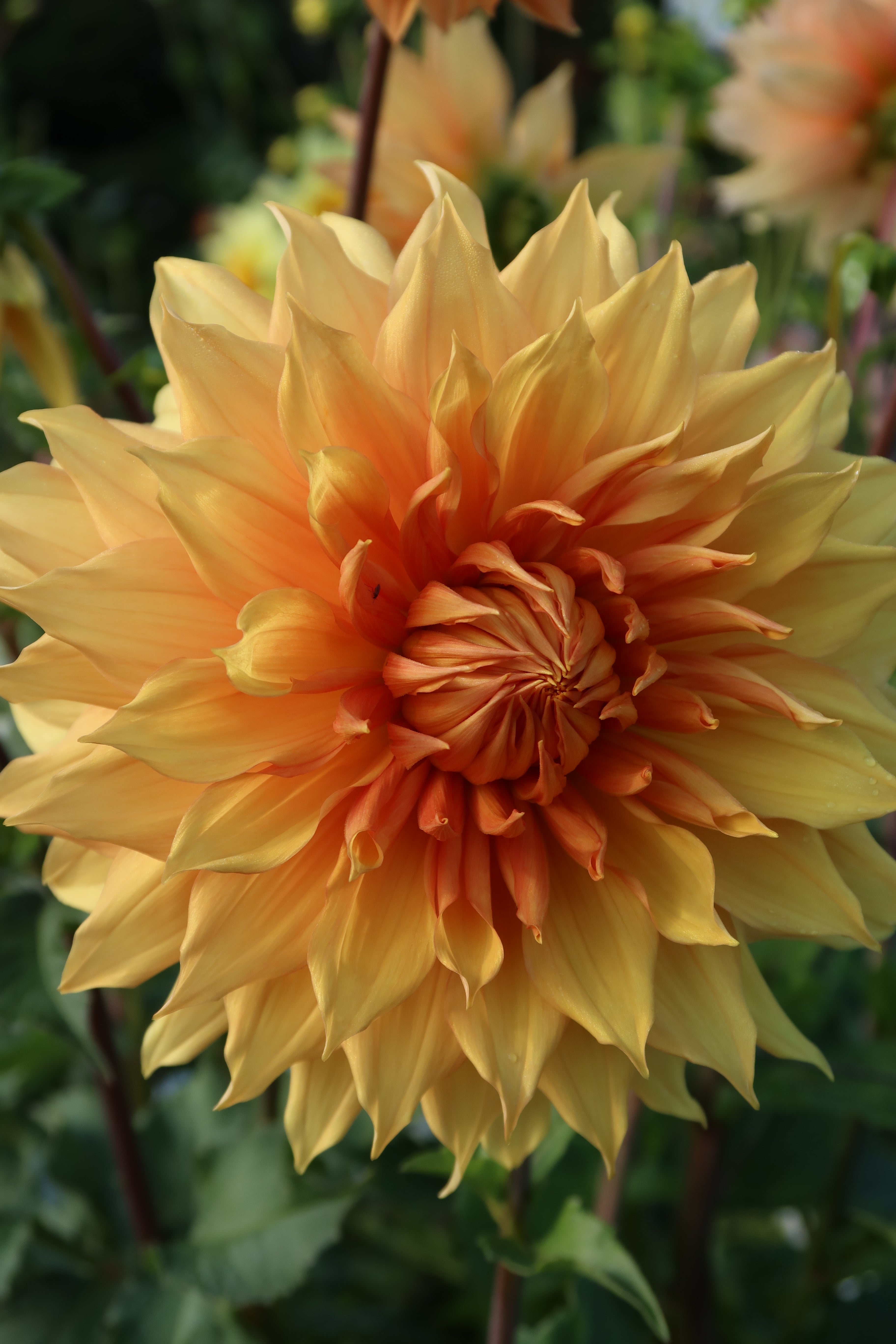 Hamari Gold – Valhaven Farm