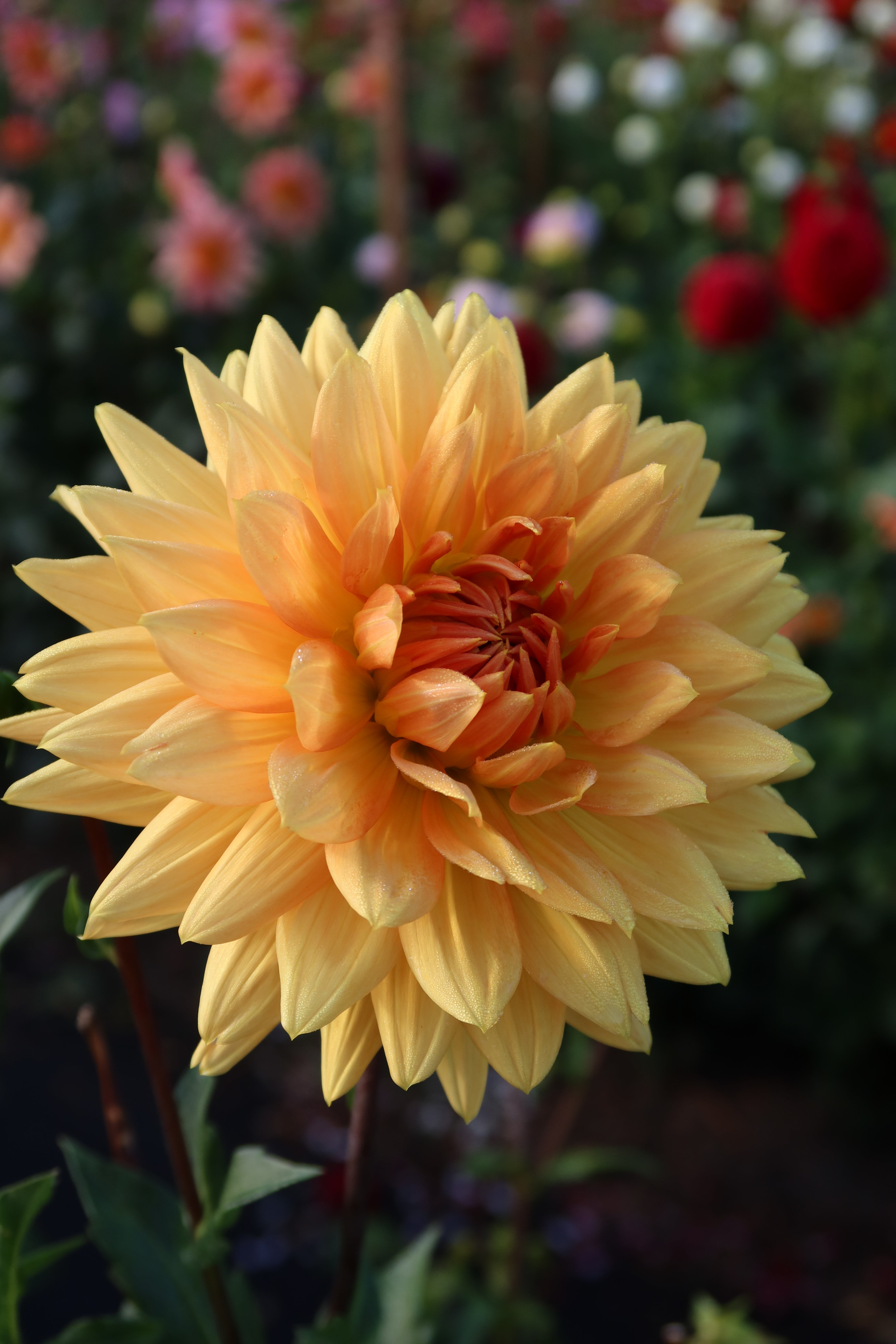 American Lakes – Valhaven Farm