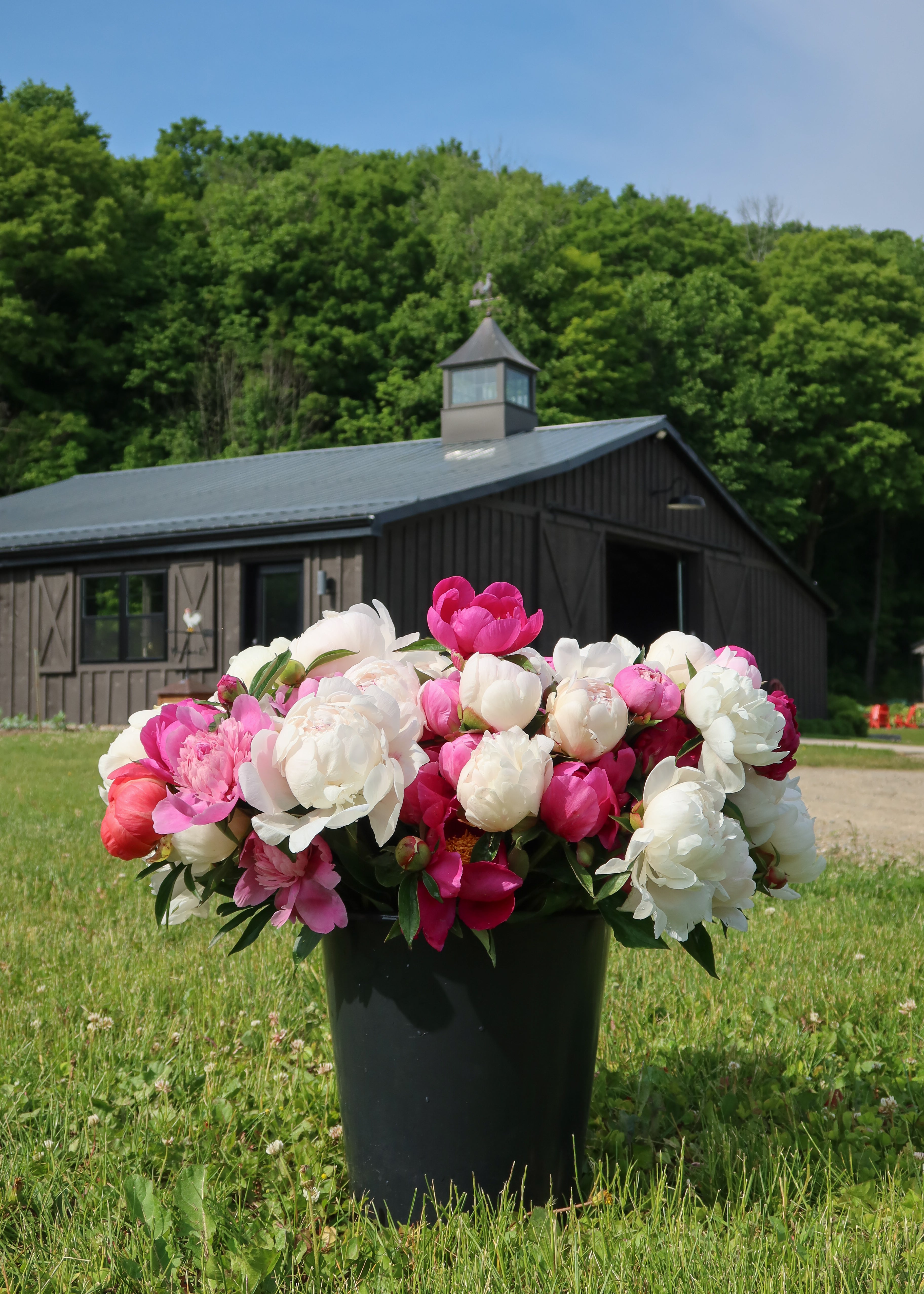 Peony Bloom Bucket (25 Stems) – Valhaven Farm