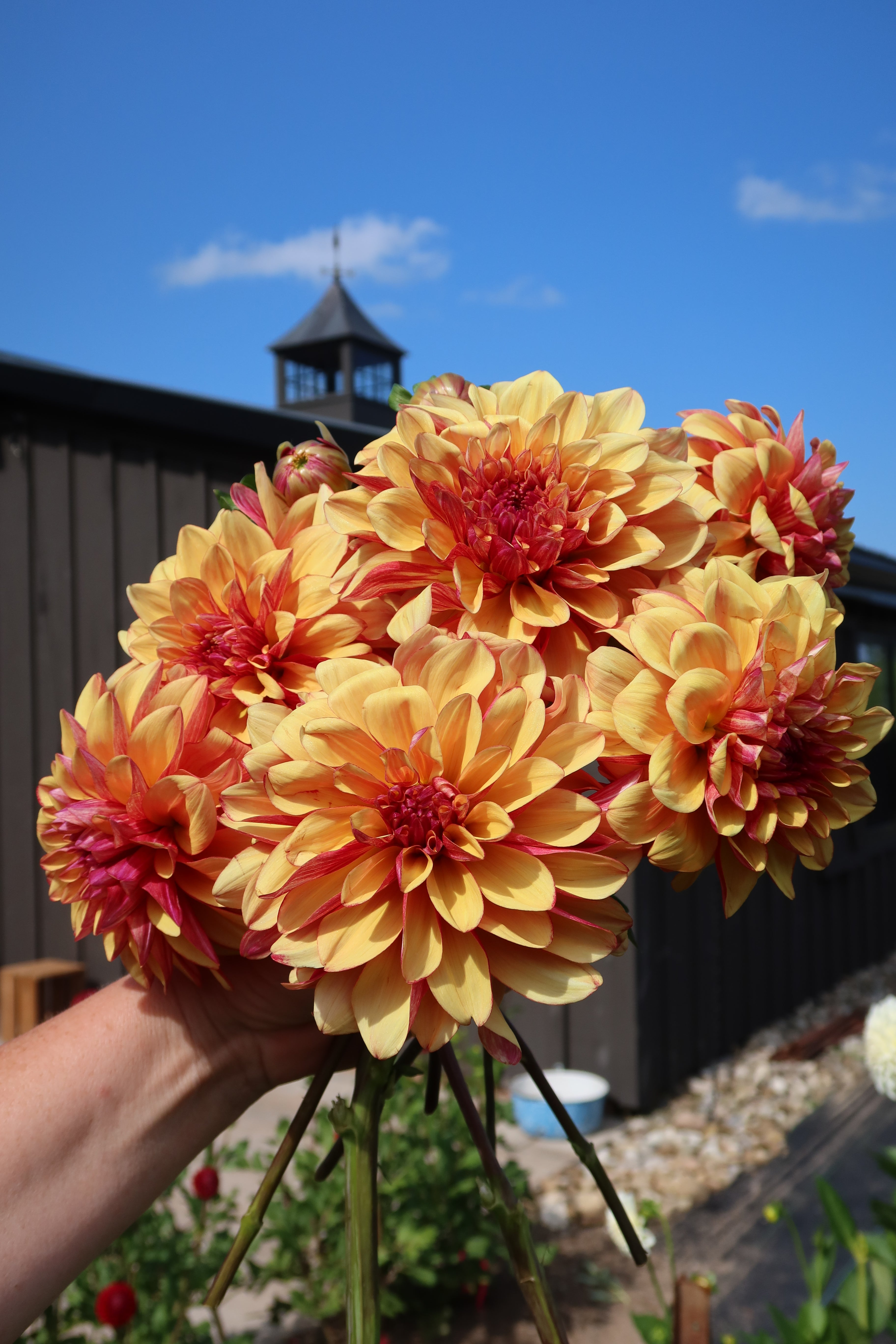 Gitts Crazy - 5 Pack Tubers – Valhaven Farm