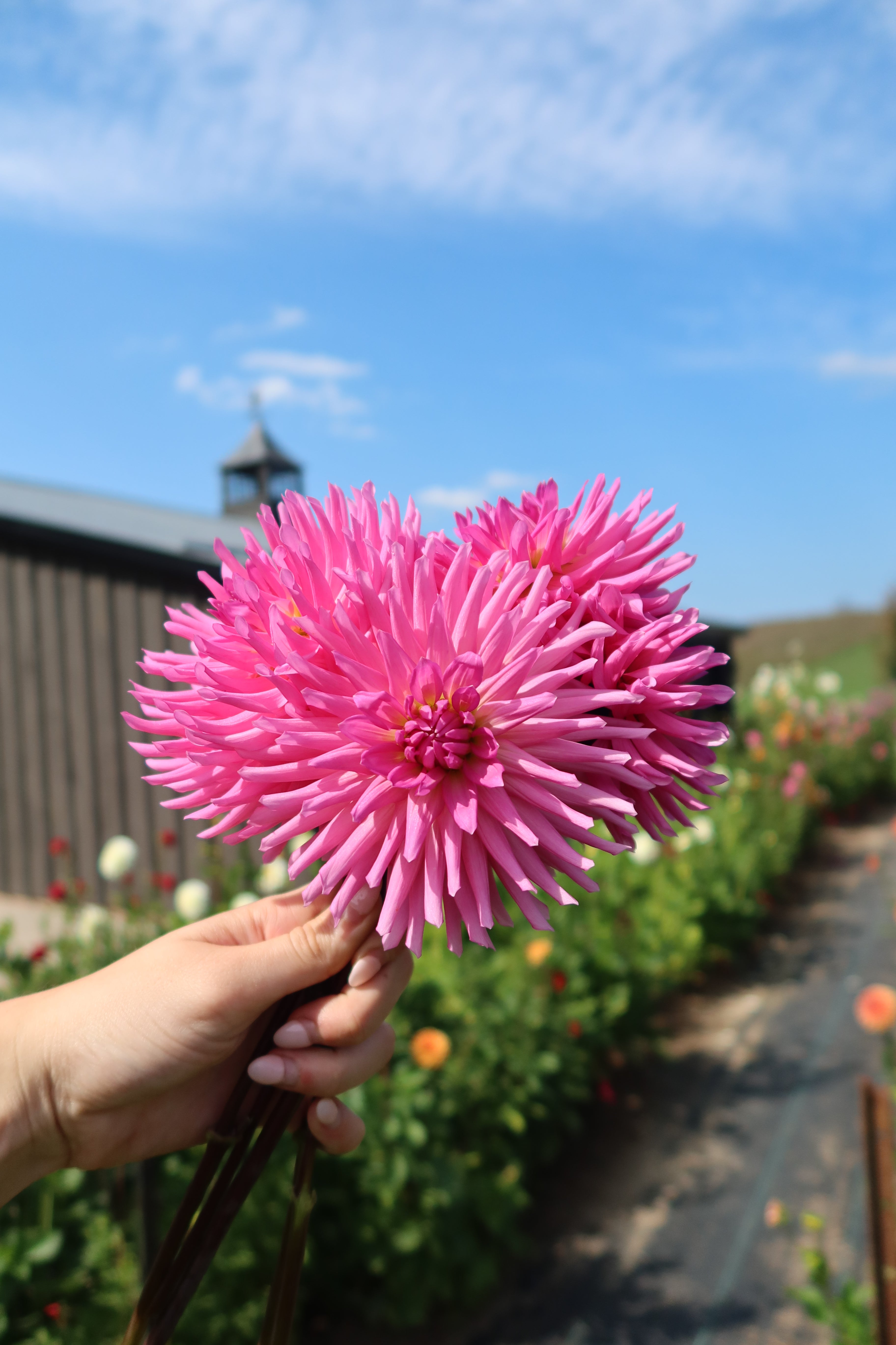 Parkland Rave – Valhaven Farm