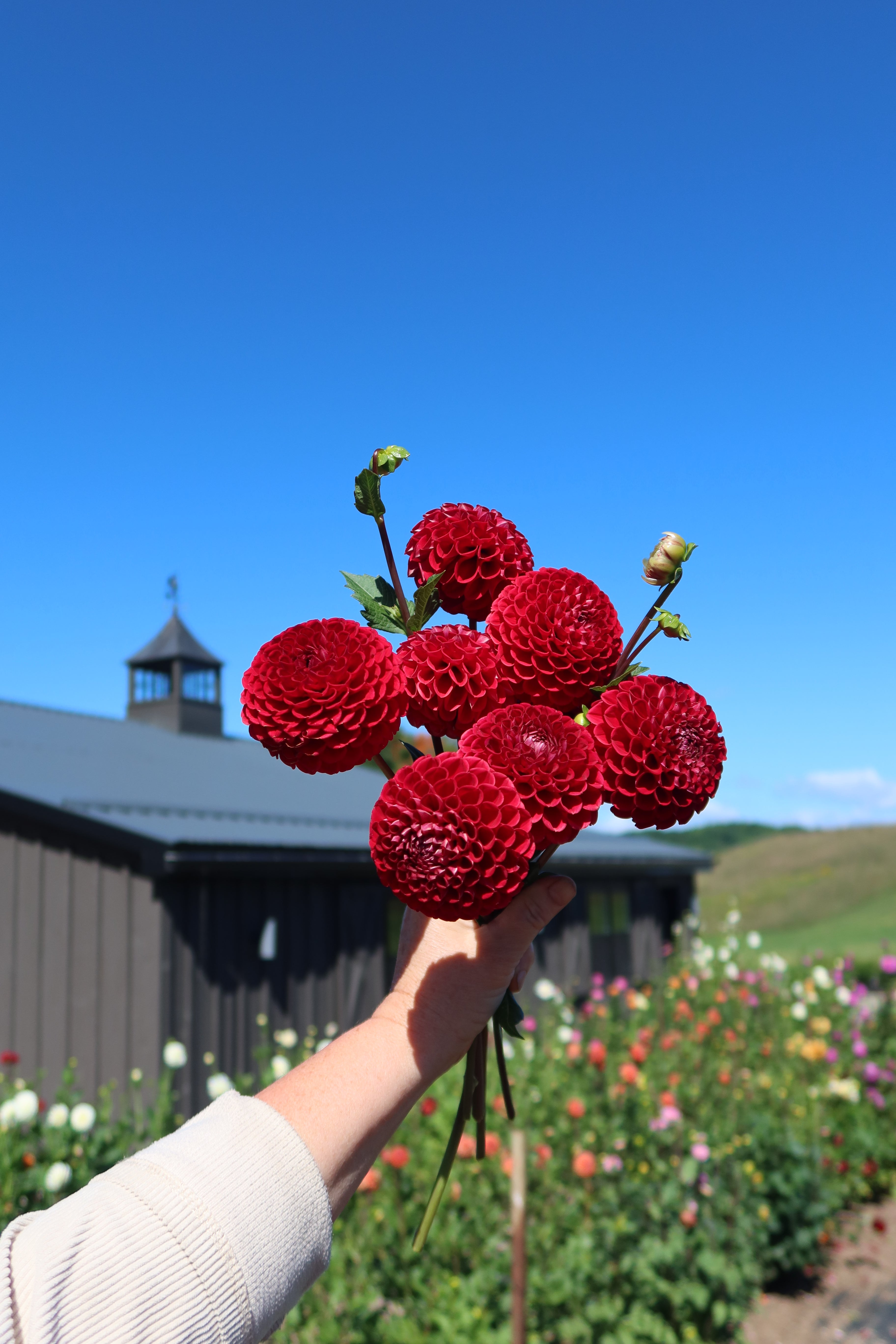 Cornel – Valhaven Farm