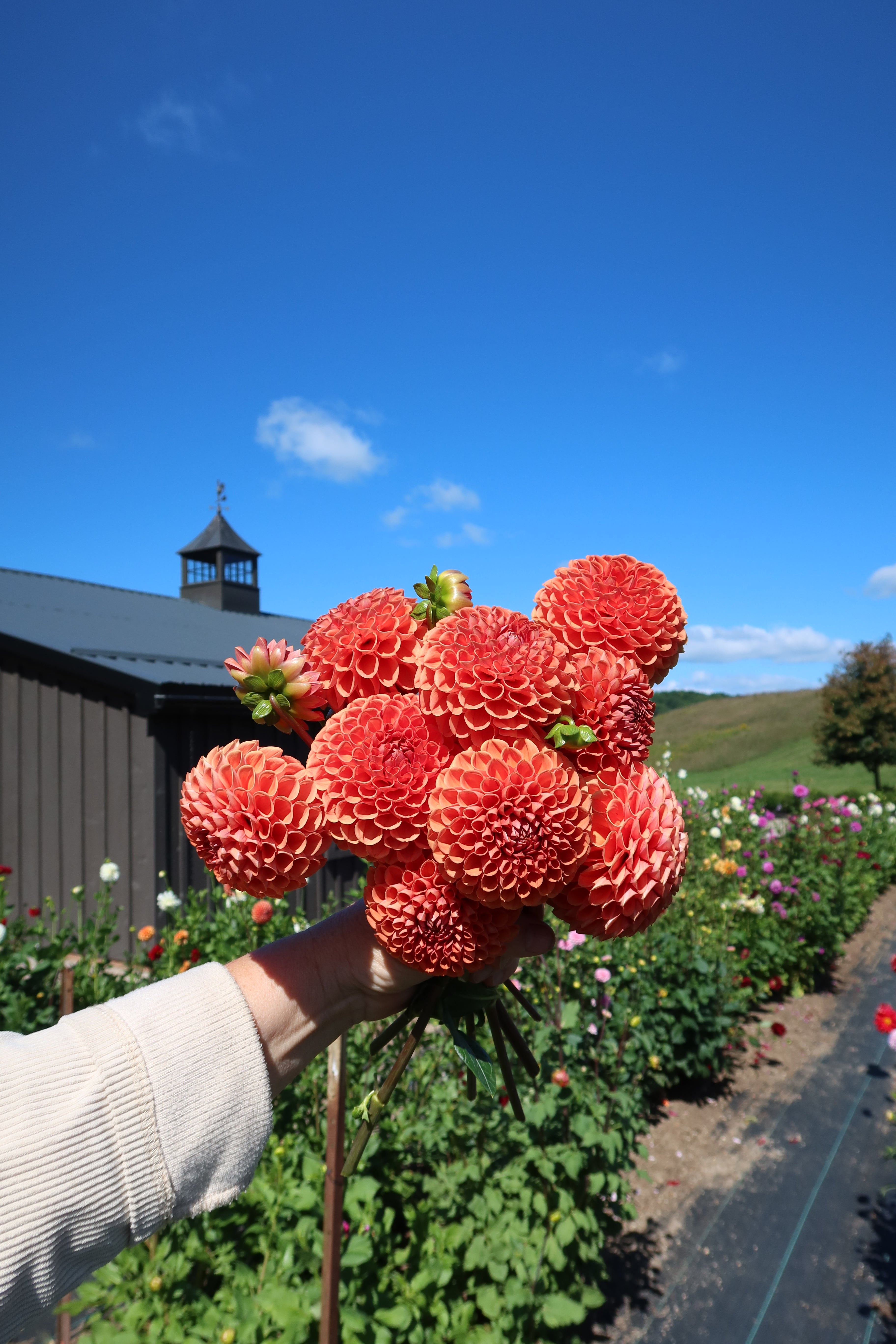 Cornel Bronze - 5 Pack Tubers – Valhaven Farm