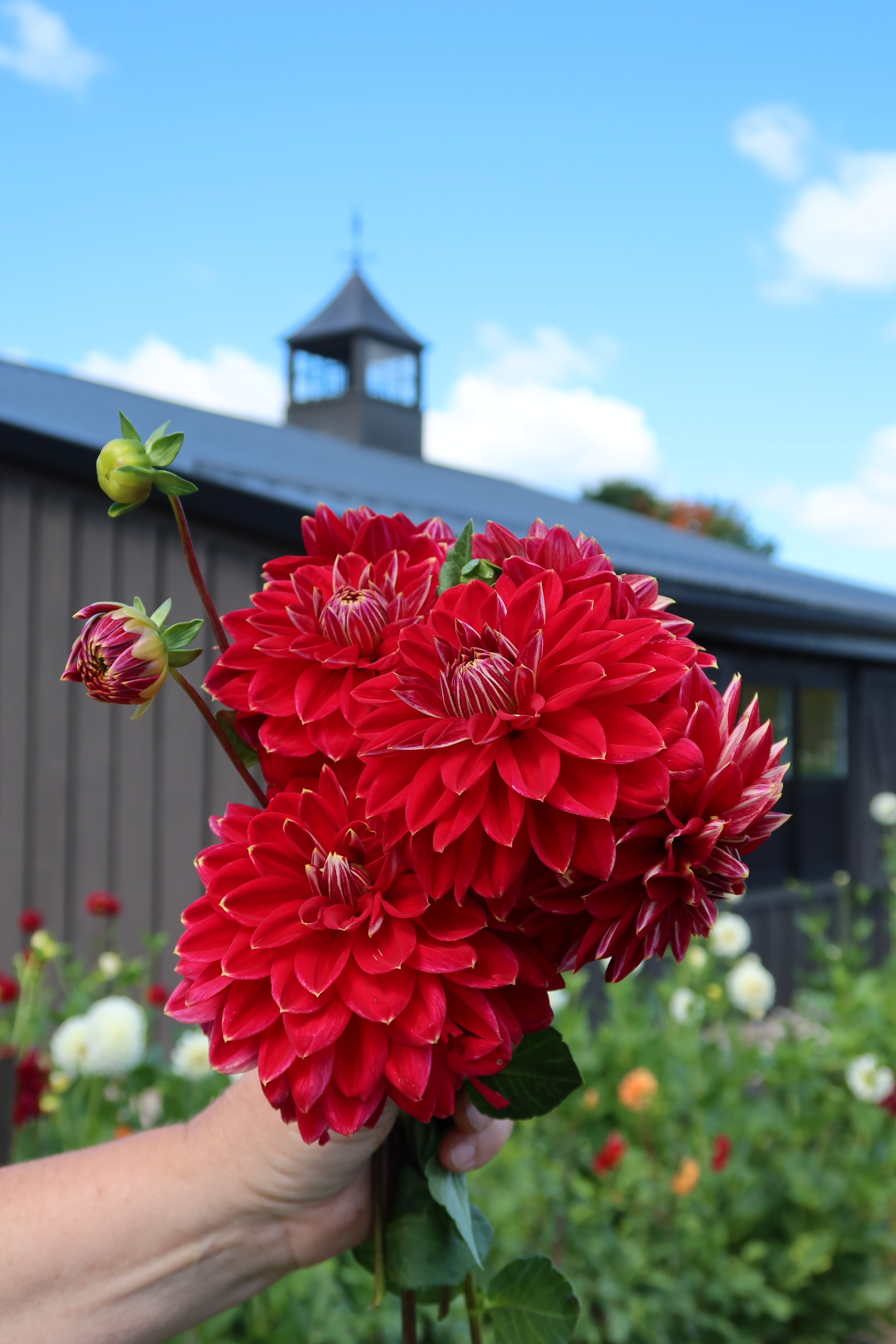 Dutch Carnival – Valhaven Farm