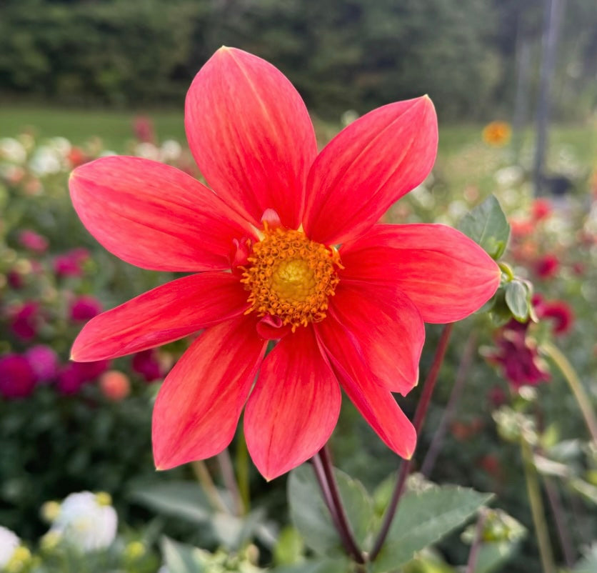 VH Happy Place – Valhaven Farm