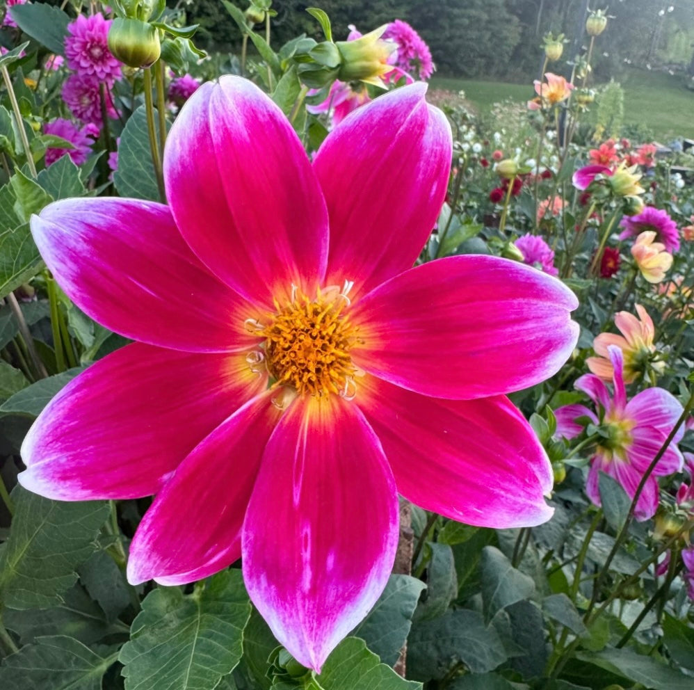 VH Addison Marie – Valhaven Farm